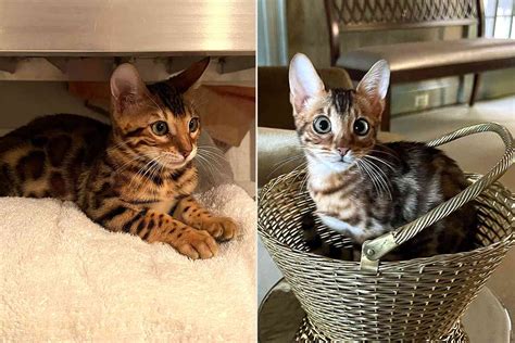 Martha Stewart Introduces Her Two New Bengal Cats