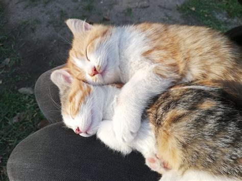 편안하게 함께 자는 사랑스러운 새끼 고양이들 · 무료 스톡 사진