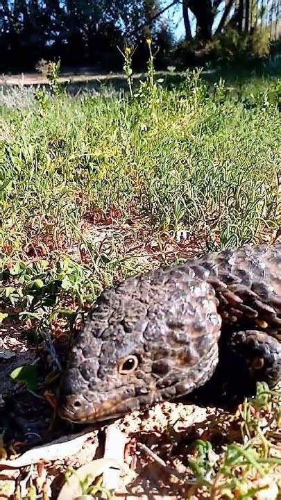 Tyrannosaurus Stumpy Subscribe Like Share Youtube