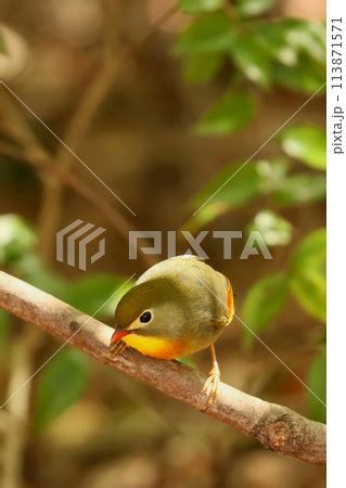 可愛いくて綺麗なソウシチョウでも特定外来生物の写真素材 113871571 PIXTA