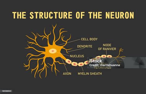 Struktur Neuron Otak Ilustrasi Stok Unduh Gambar Sekarang Sel Saraf