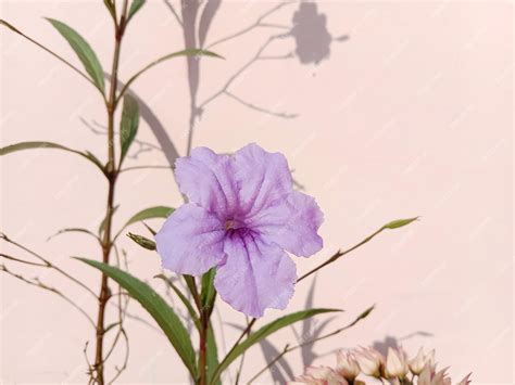 Premium Photo Ruellia Simplex Flowers Or Bunga Kencana Ungu Also