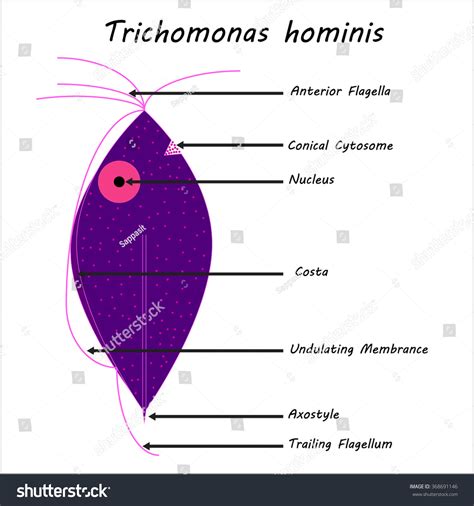 Trichomonas Microscope