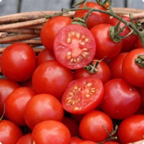 Tomato Seeds Cherry Tommy Toe The Incredible Seed Company Ltd