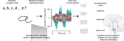 Pdf Task Driven Hierarchical Deep Neural Network Models Of The