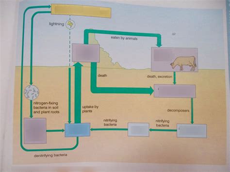 Diagram Of The Nitrogen Cycle Part 1 Biology Edexcel Gcse Section 4c