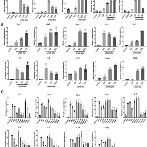 Gene Expression Analysis Of TREX1 CGAS And Inflammatory Cytokines In