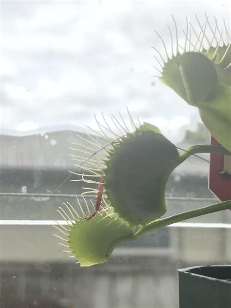 🔥 My Venus Fly Trap Caught A Cockroach Rnatureisfuckinglit