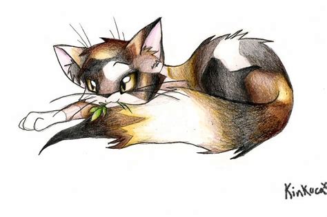 Im Not A Cat Fan Im A Warrior Cat Fan I Think This Is Suppose To Be