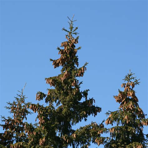 Norway Spruce Tree Fast Growth Durable Beauty For Landscapes