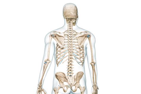척추 기둥 또는 백본 백 뷰 3d 렌더링 그림은 복사 공간이 있는 흰색으로 분리되어 있습니다 인간의 골격과 척추 해부학 의료