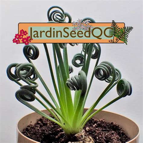 Albuca Spiralis Frizzle Sizzle 15 Seeds Fresh Seeds July 2024 Etsy