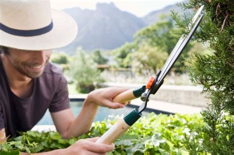 How To Prune A Globe Arborvitae Hunker