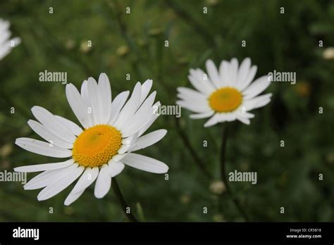 Two Giant Daisy Heads Close Up Stock Photo Alamy