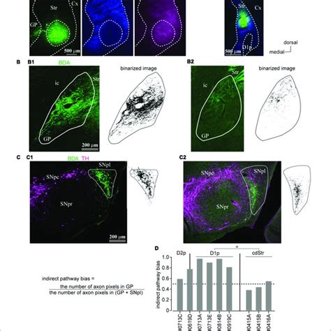 Anterograde Axon Tracing Of The Caudal Striatum A Representative Download Scientific