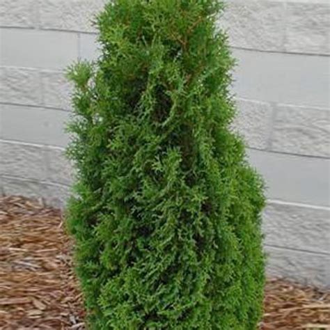 Trees Calgary Chinook Landscaping Calgary
