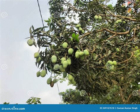 It`s A Drupe Or Stone Fruit Which Means That It Has A Large Seed In