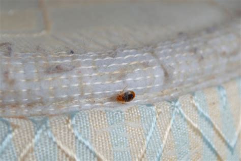 Bed Bug Basics In Denton Tx Prevention And Treatment Totally Homestead