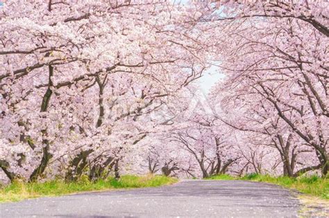 満開の桜並木と並木道 No 写真素材なら写真AC無料フリーダウンロードOK