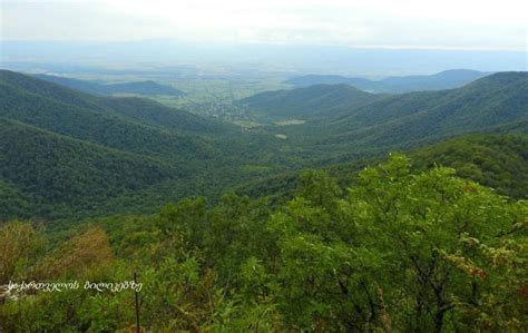 პანკისი კვეტერა კახეთი 0 Gel საქართველოს ბილიკებზე