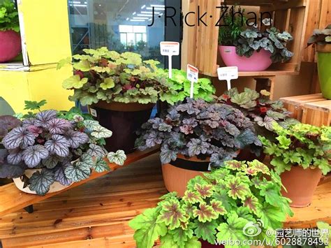 花圃苗圃中容器苗盆栽苗限根苗的应用 知乎