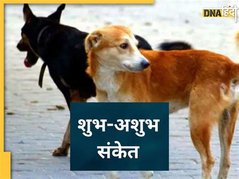 Jyotish Shastra Tips घर में अचानक इन जानवरों का आना देता है भविष्य के