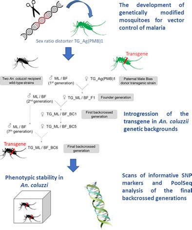 Insect Molecular Biology Vol 32 No 1