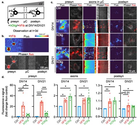 Trans Neuronal Transfer Of Exogenous Aggregates In Immature And Mature Download Scientific