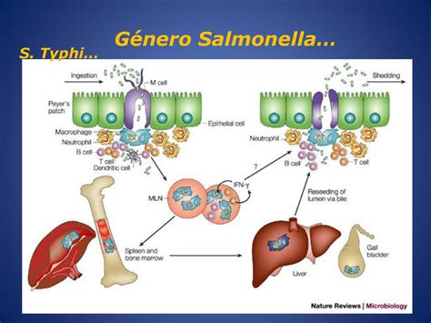 Diagrama De Salmonella Typhimurium