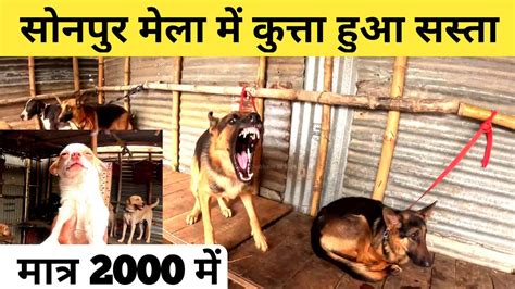 सोनपुर मेला में कुत्ता 🐕 का रेट हुआ कम दुनिया का सबसे बड़ा पशु मेला