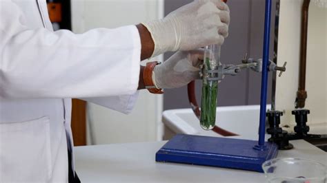 Video Extraction Of Intercellular Wash Fluid From Wheat Apoplast For