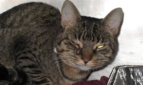 Feline Calicivirus Cats Cattle And M Bovis