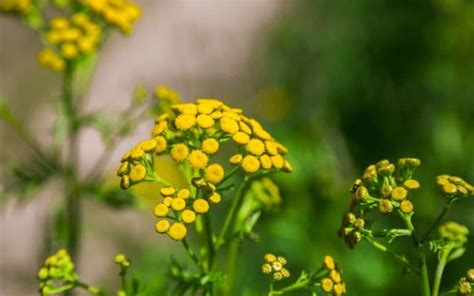 9 Top Winter Squash Companion Plants With Images
