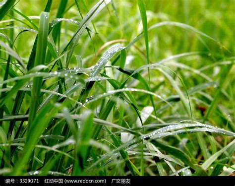 绿色草丛高清图片下载 红动中国