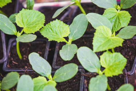 Сіяти рано розсаду огірків не варто — експерти