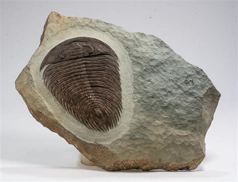 Huge Cambrian Trilobite Gigantopygus The Natural Canvas