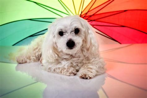Los Perros Ven En Color Colores Que Ven Los Perros