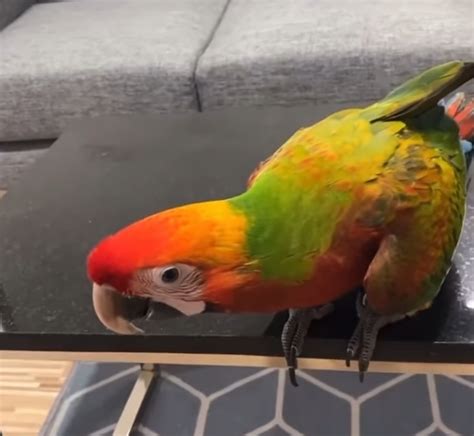 Military Macaw X Ruby Macaw Rumi Macaw One Odd Bird