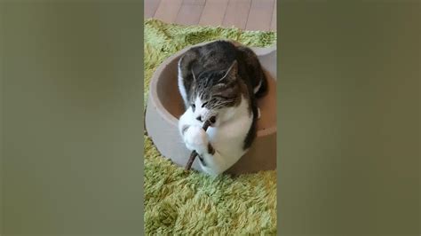 수상할 정도로 손을 잘 쓰는 고양이 마따따비 먹방 Cat Youtube