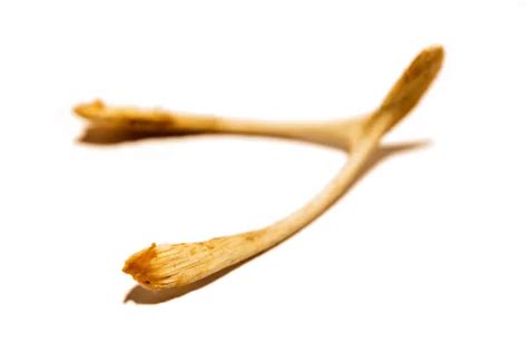 Wishbone Images Royalty Free Stock Wishbone Photos Pictures