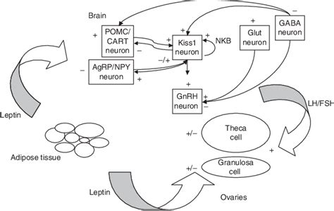 Figure 1 From 20 Years Of Leptin Role Of Leptin In Human Reproductive Disorders Semantic Scholar