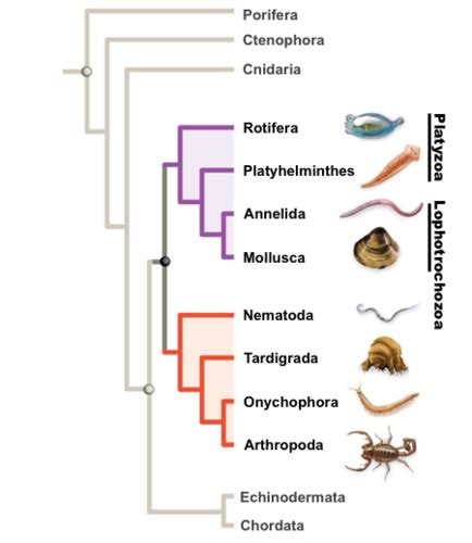 Biodiversity Final Exam Flashcards Quizlet
