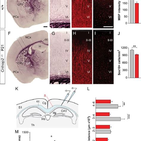 Delayed Myelination Of Cortical Gray Matter In Cntnap2 Mutant Mice
