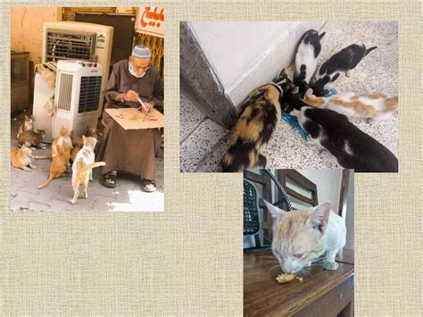 Presentation On Structural Linguisticspptx