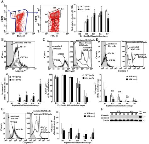 Elevated Ps Bearing Basophilic Erythroblasts With No Increased