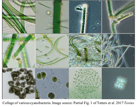 Home Cyanobacteria Guide