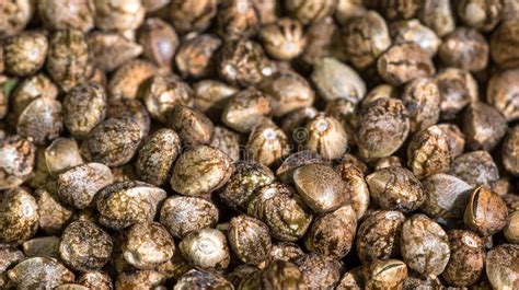 How To Find Cannabis Seeds With High Thc