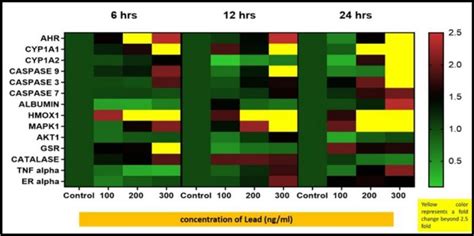 Development Of Rt Lamp Assay For Detection Of Lead And Cadmium Toxicity Using Hepg2 Cells