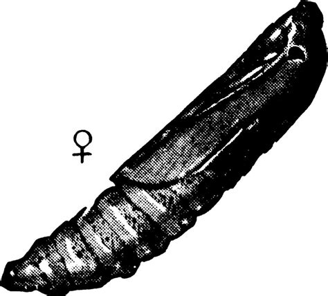 Chilo O Chilo Saccharalis Ilustración Vintage 13718713 Vector En Vecteezy