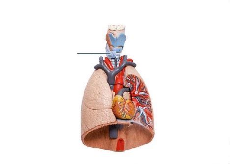 Solved Help Identify The Structure Chegg